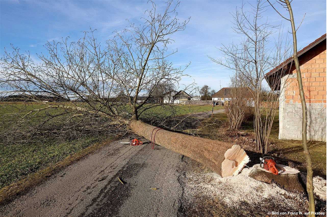 Professionelle Baumpflege Florian Rüdisser - Baumschnitt...